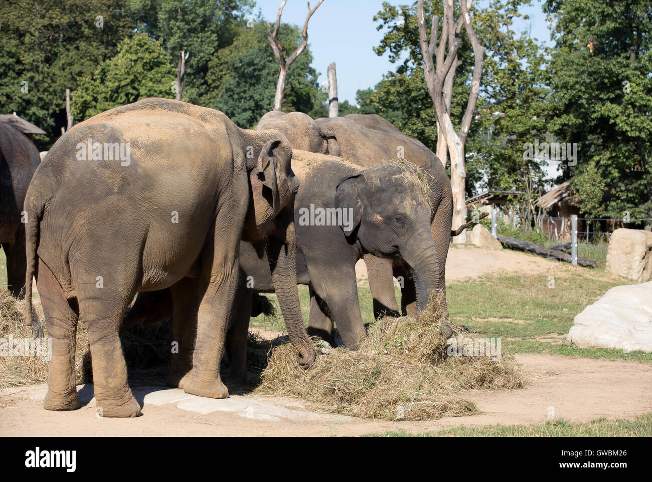 Zoo Manure High Resolution Stock Photography and Images - Alamy