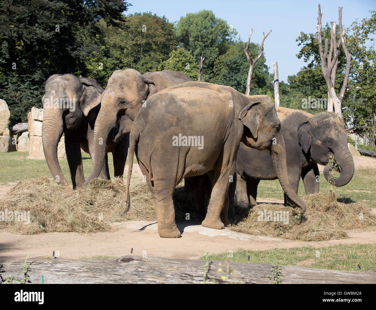 There are seven elephants in Elephant Valley, Prague Zoo, Czech ...