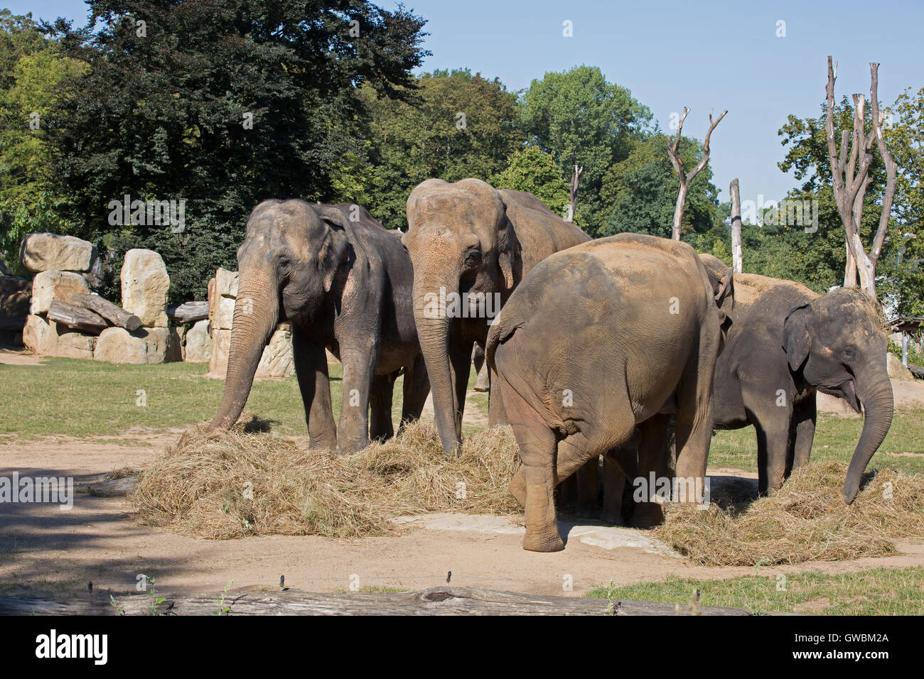 There are seven elephants in Elephant Valley, Prague Zoo, Czech ...