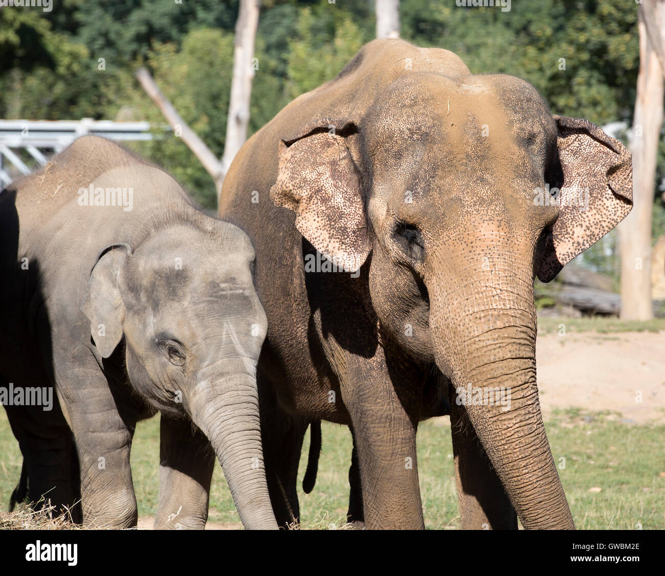 There are seven elephants in Elephant Valley, Prague Zoo, Czech ...