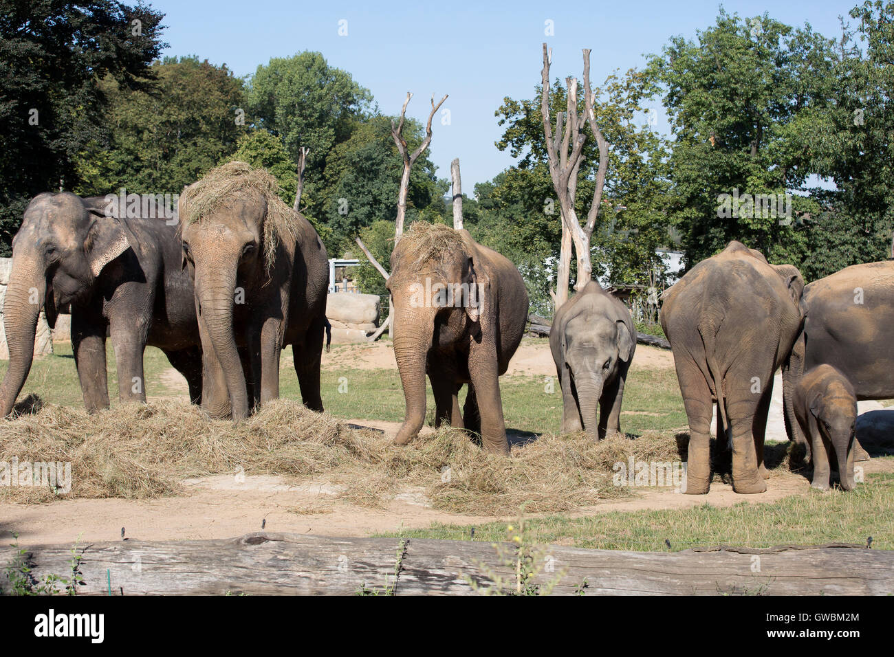 There are seven elephants in Elephant Valley, Prague Zoo, Czech ...