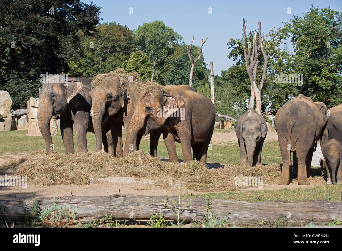 There are seven elephants in Elephant Valley, Prague Zoo, Czech ...
