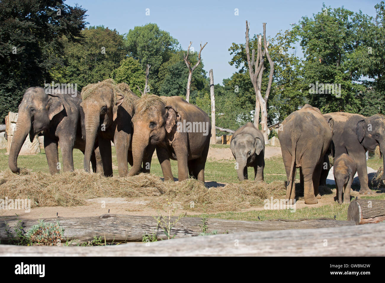 There are seven elephants in Elephant Valley, Prague Zoo, Czech ...