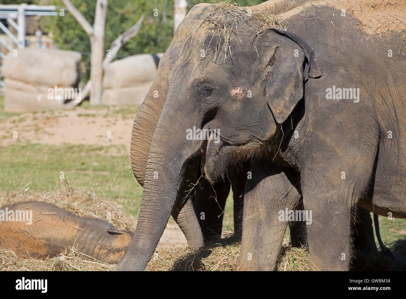 There are seven elephants in Elephant Valley, Prague Zoo, Czech ...