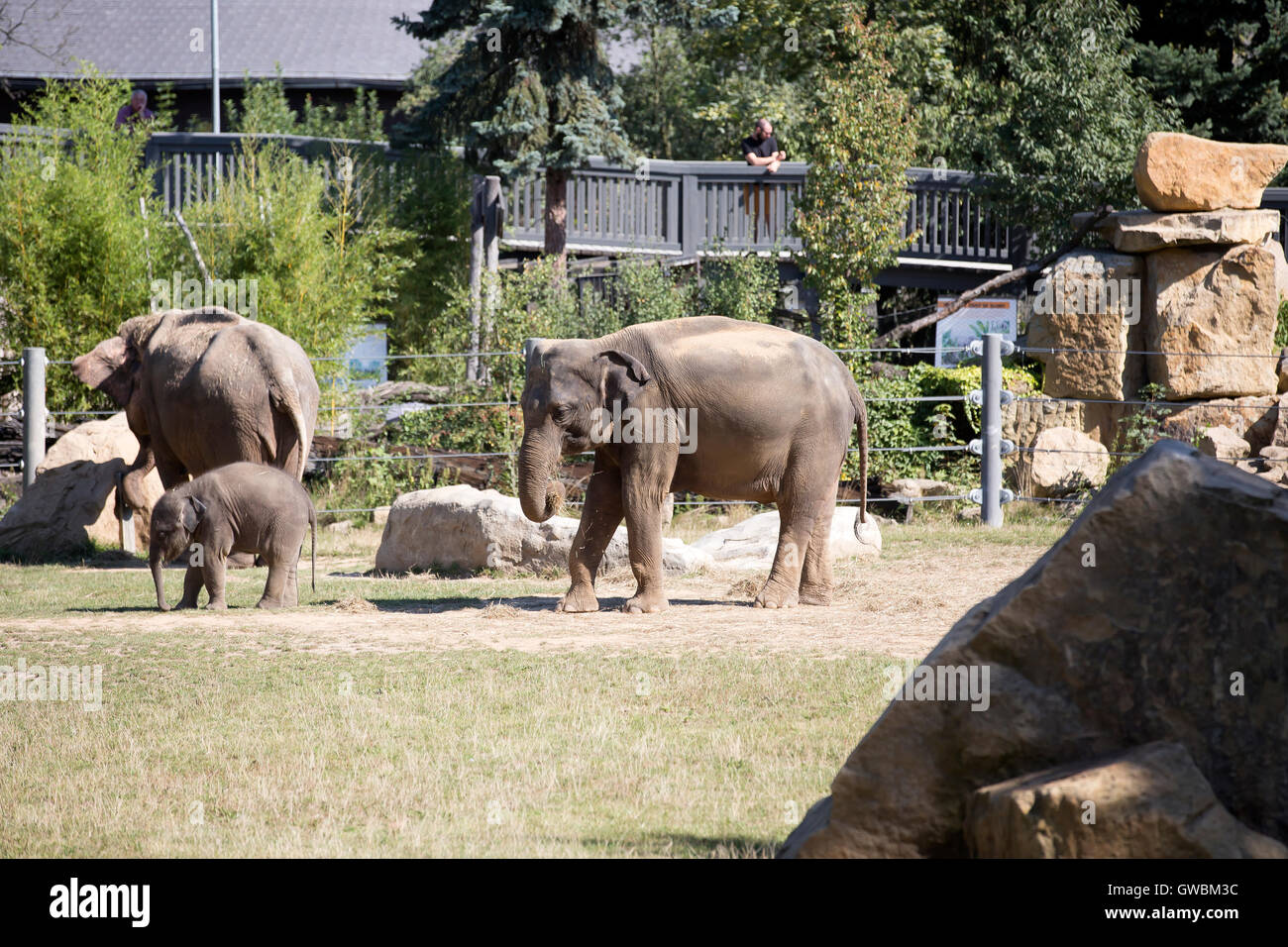 Elephant faeces hi-res stock photography and images - Alamy