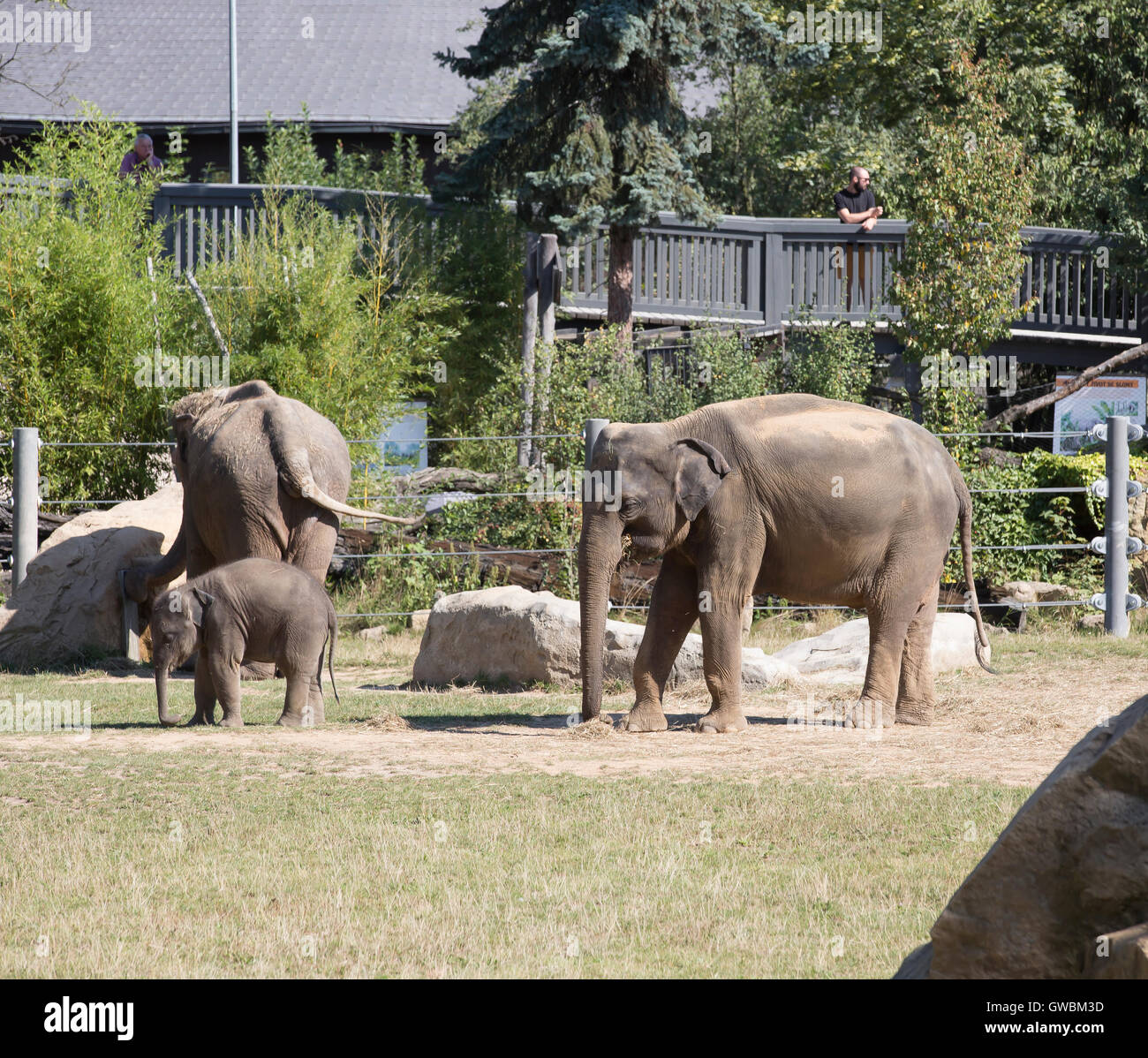 There are seven elephants in Elephant Valley, Prague Zoo, Czech ...