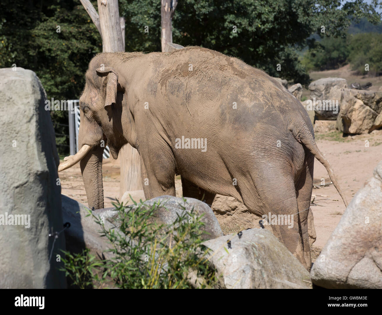 There are seven elephants in Elephant Valley, Prague Zoo, Czech ...