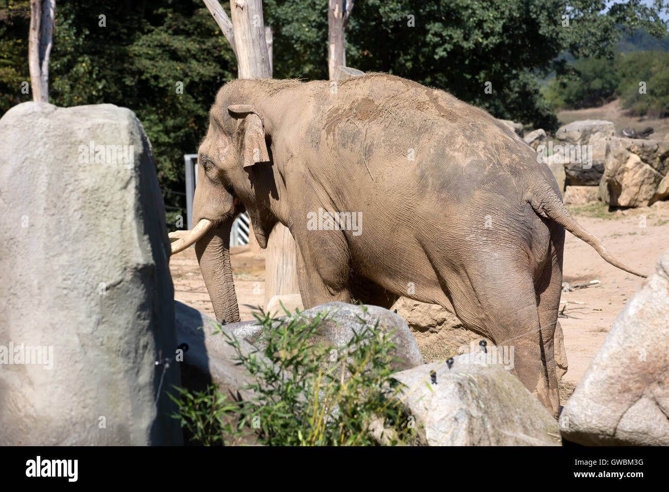 There are seven elephants in Elephant Valley, Prague Zoo, Czech ...