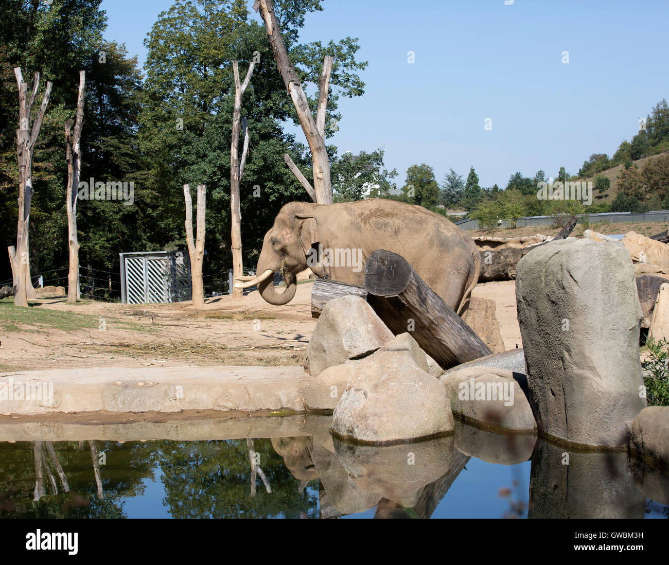 There are seven elephants in Elephant Valley, Prague Zoo, Czech ...