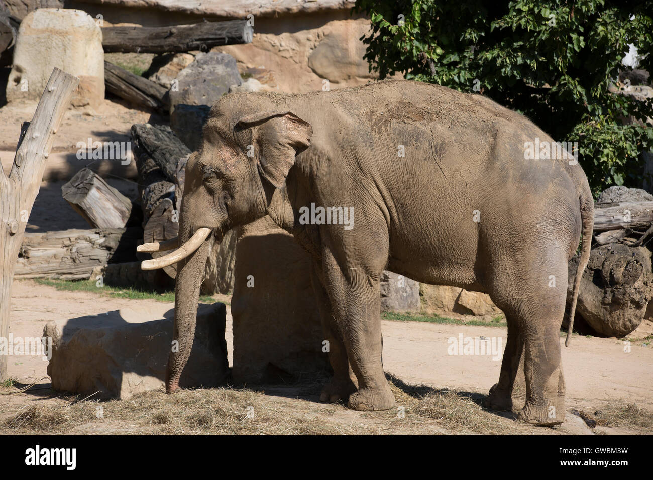 There are seven elephants in Elephant Valley, Prague Zoo, Czech ...