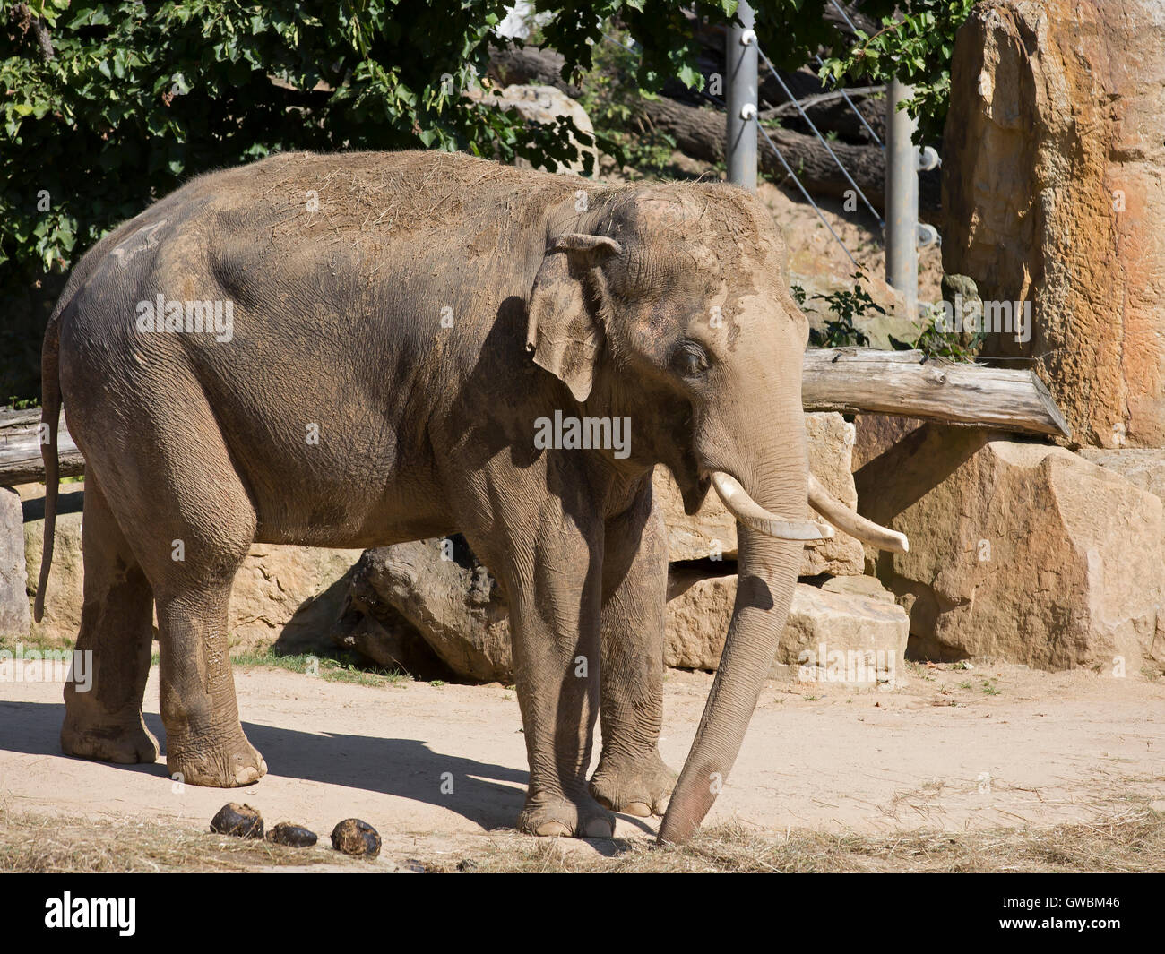 Elephant faeces hi-res stock photography and images - Alamy