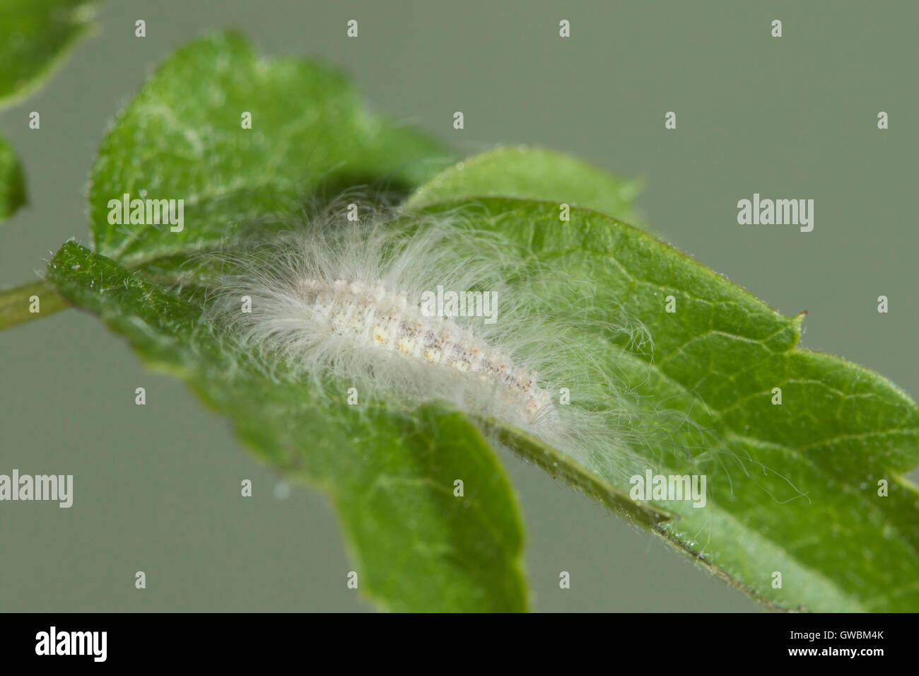Metalmark caterpillar hi-res stock photography and images - Alamy