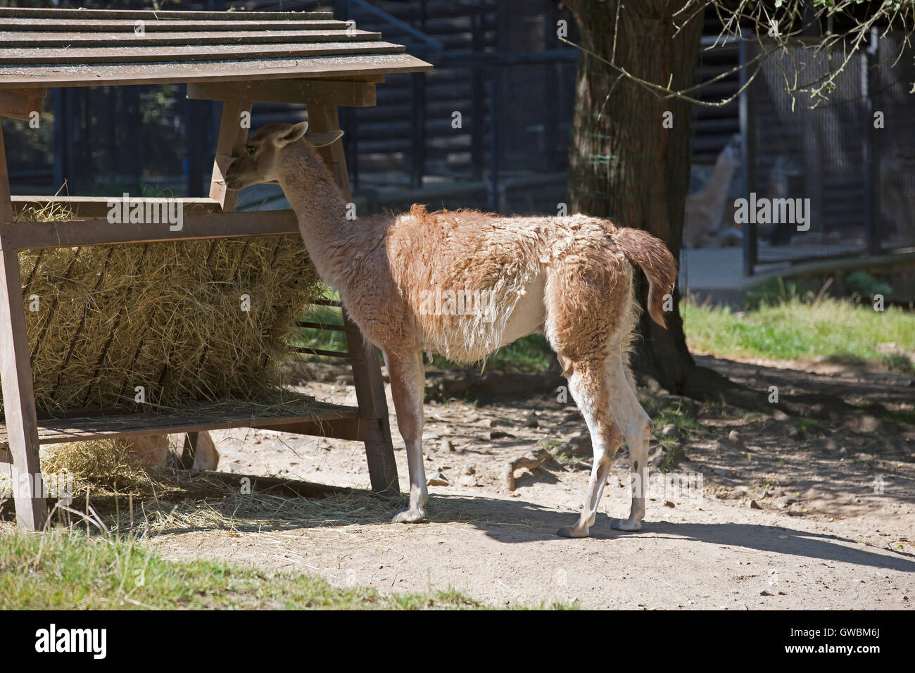 Lama in Prague Zoo which is the fourth largest zoo in the world and has ...