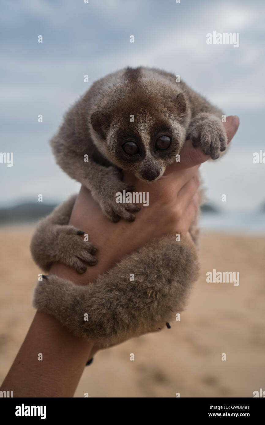 Slow Loris monkey on the beach resting on woman hand Stock Photo - Alamy