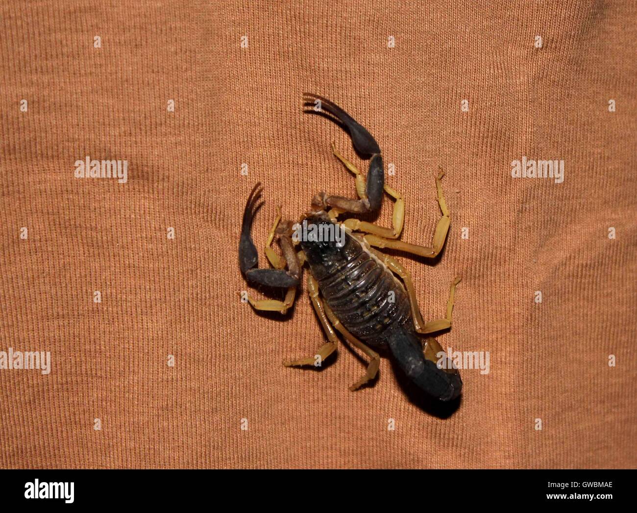 Night view in muscat oman hi-res stock photography and images - Alamy