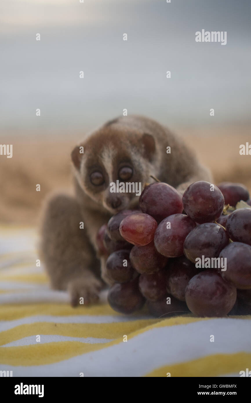 Slow Loris monkey on the beach eating grapes Stock Photo - Alamy