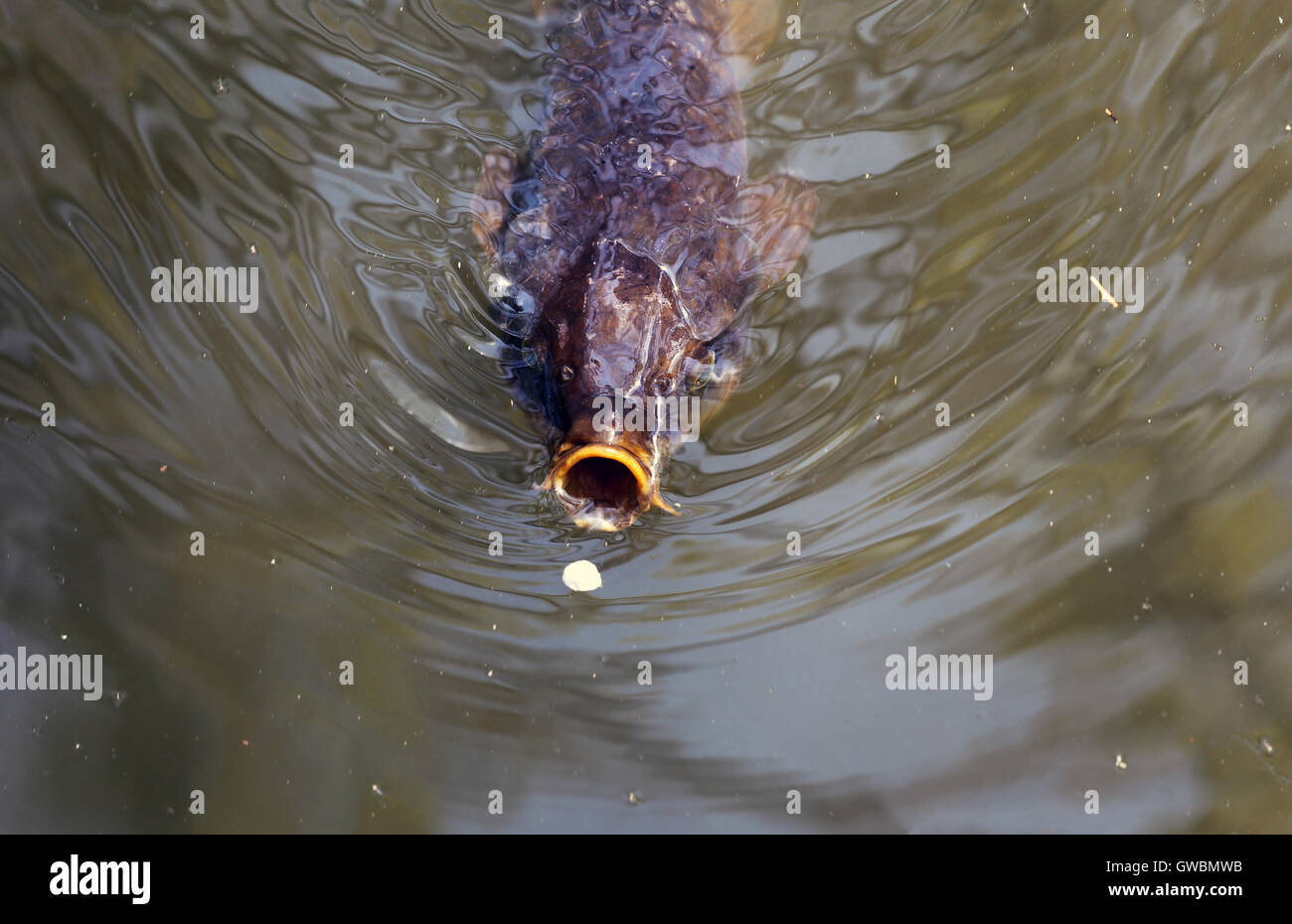 Carp fish gulping a flower petal Stock Photo - Alamy