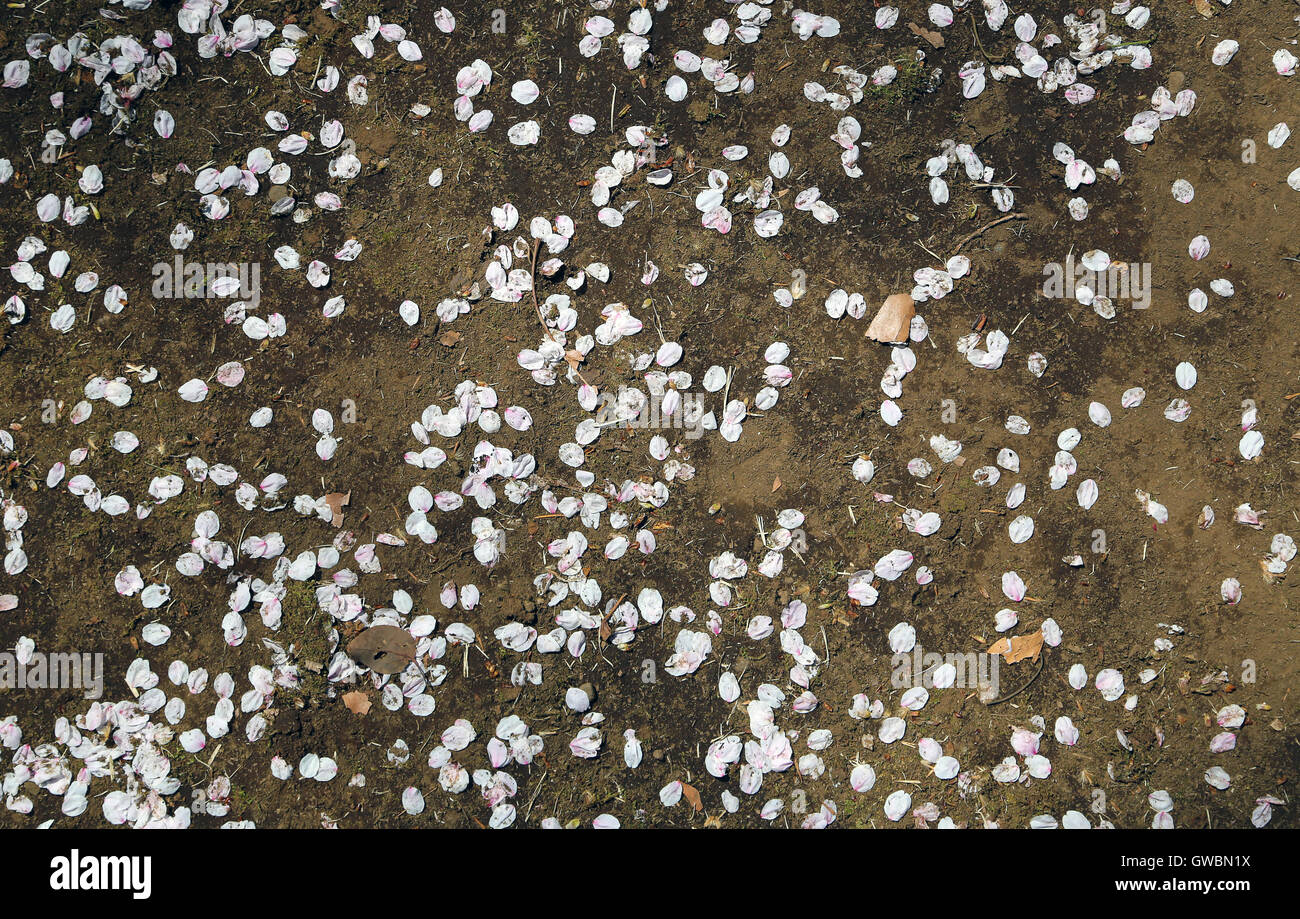 Fallen cherry blossom petals on brown soil Stock Photo - Alamy