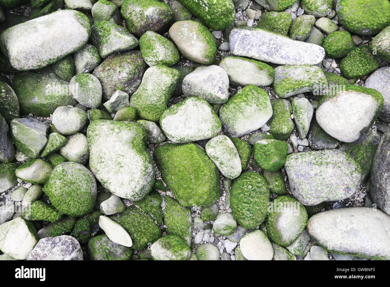 Green Moss Stones on a Beach Stock Photo - Alamy
