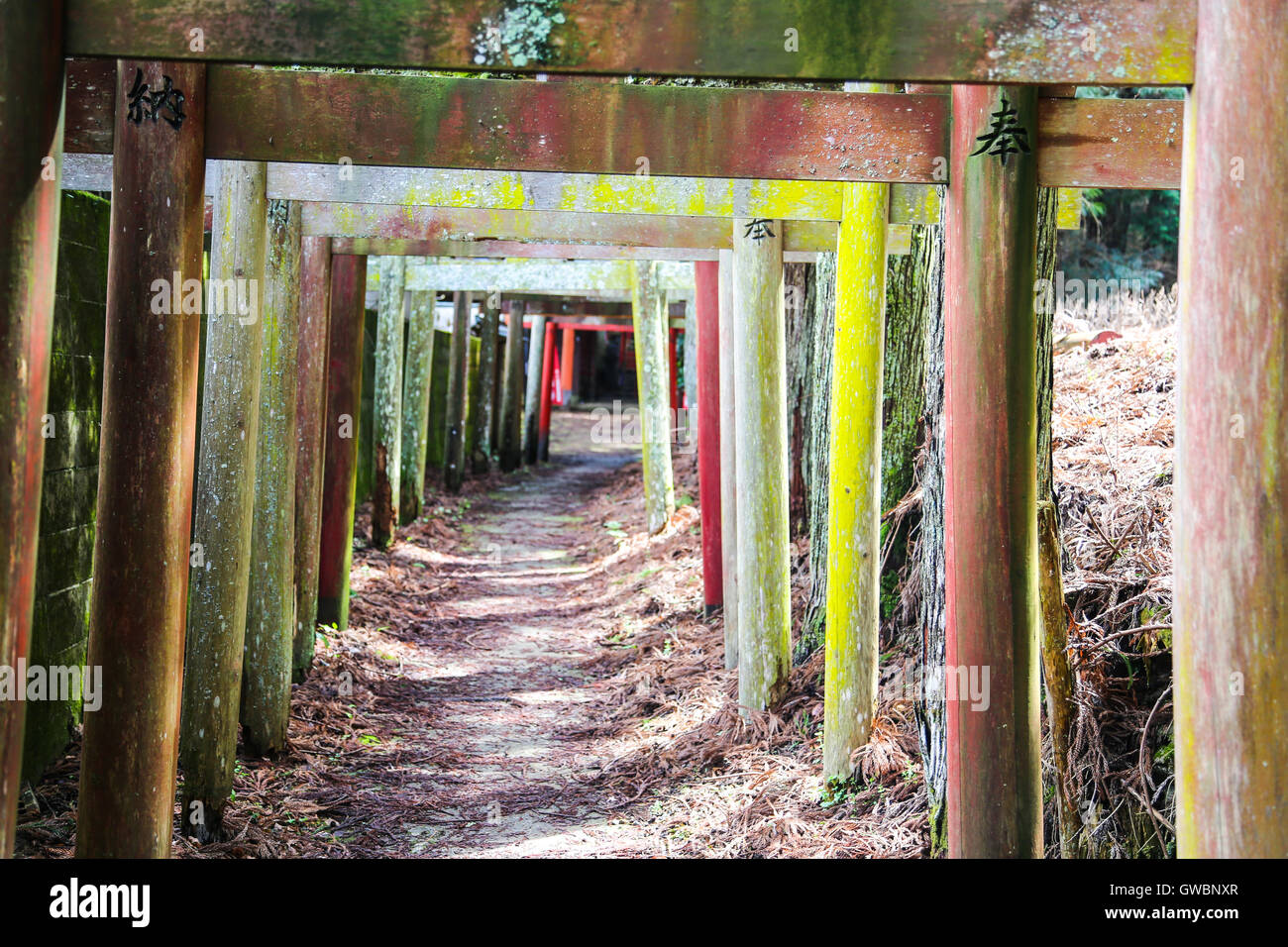 Passage of Japanese Torii gates Stock Photo - Alamy