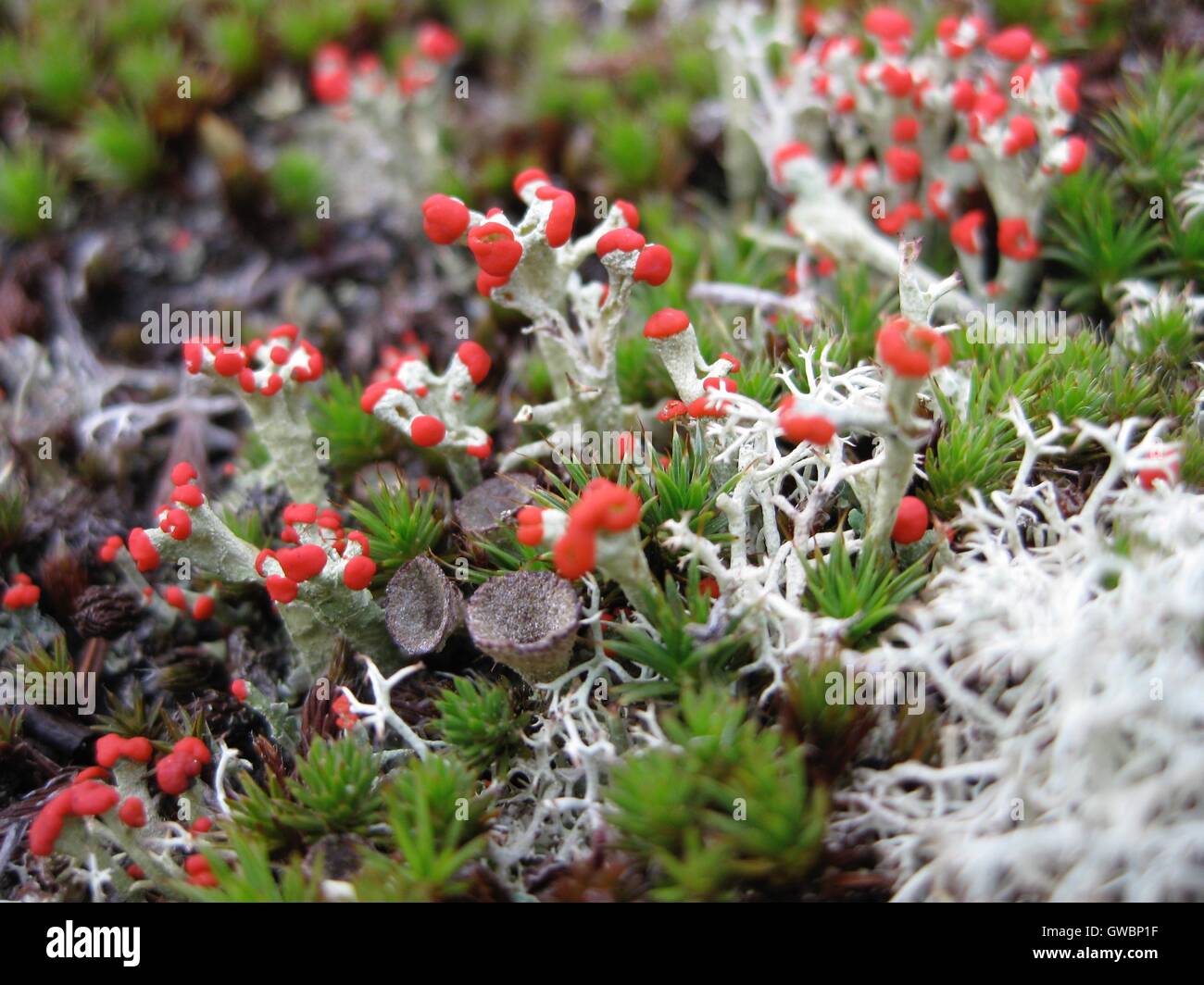Close-up of blooming lichen with moss Stock Photo - Alamy