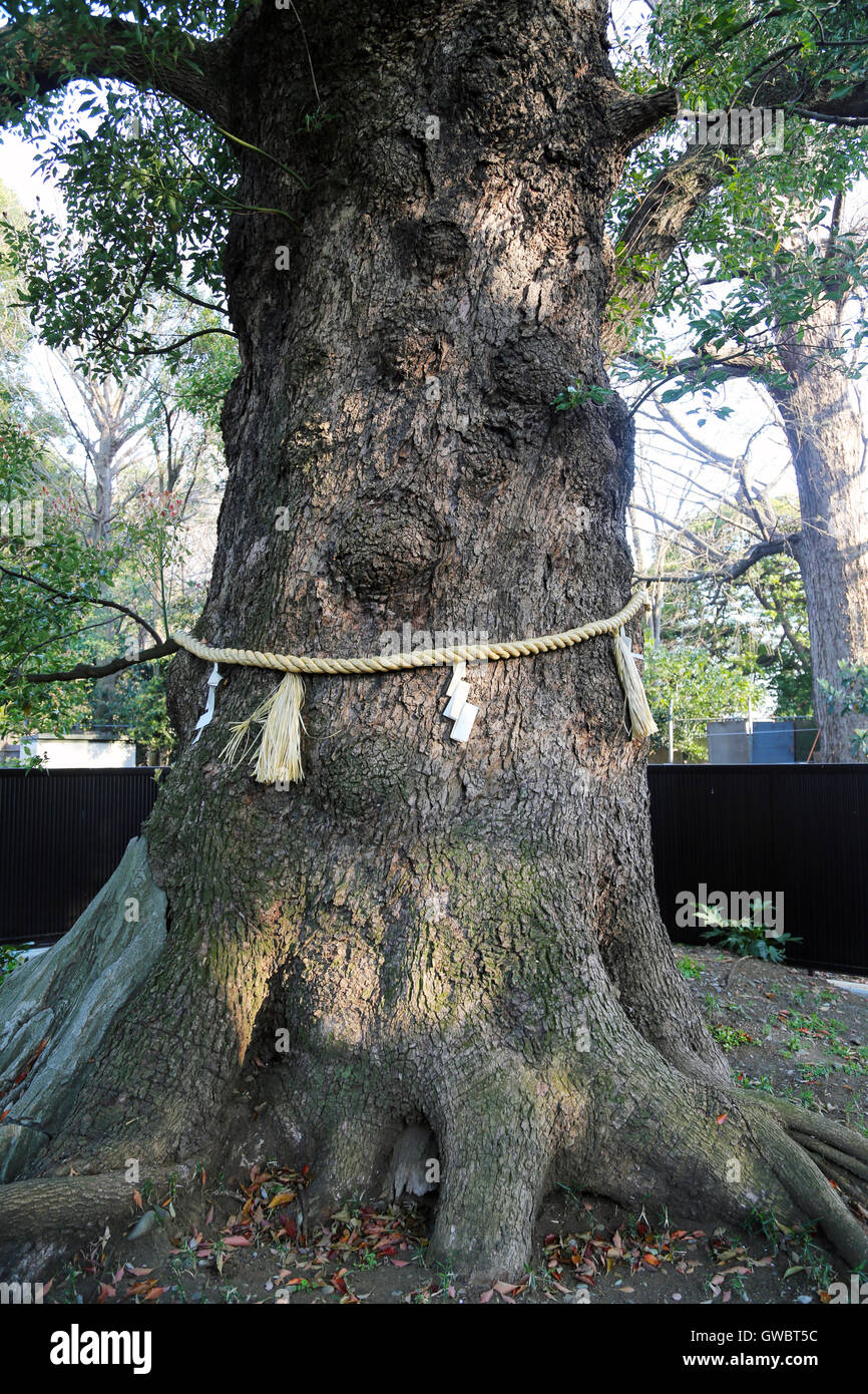 Japanese shinto rope hi-res stock photography and images - Alamy