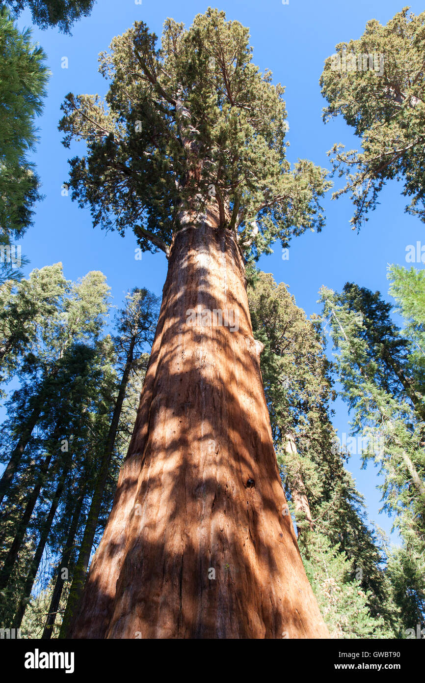 Looking up at General Sherman tree at Sequoia National Park, California ...