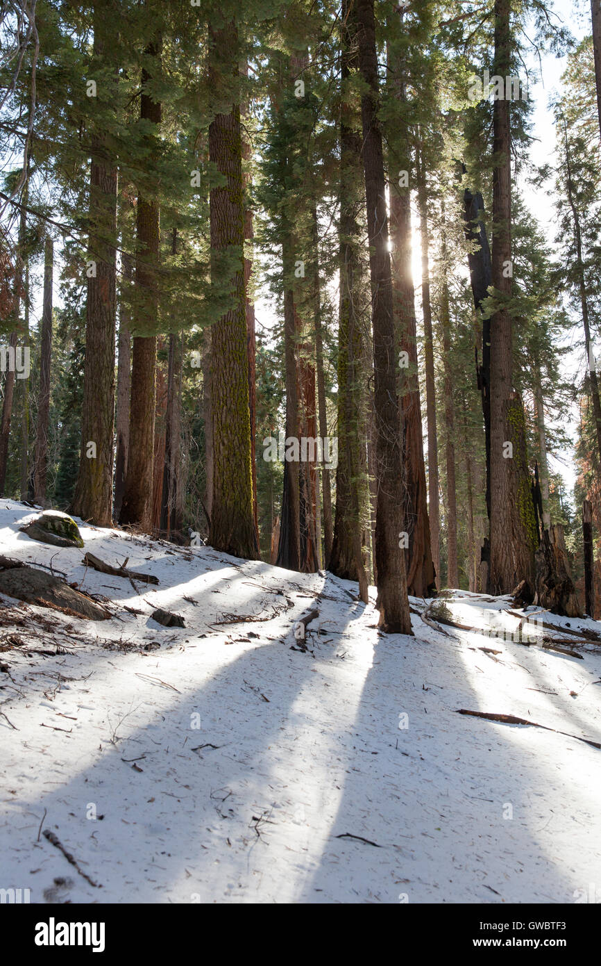 Trees, snow and shadows at Sequoia National Park, California, USA Stock ...