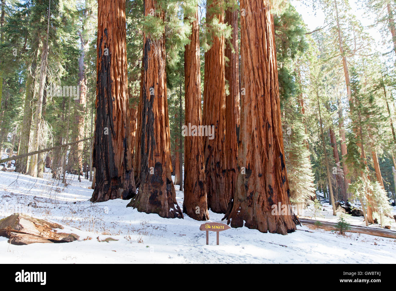 The Senate tree cluster at Sequoia National Park, California, USA Stock ...