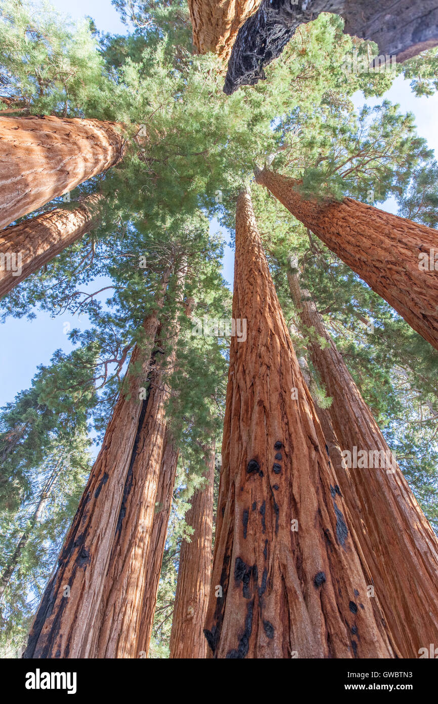 The Senate tree cluster at Sequoia National Park, California, USA Stock ...