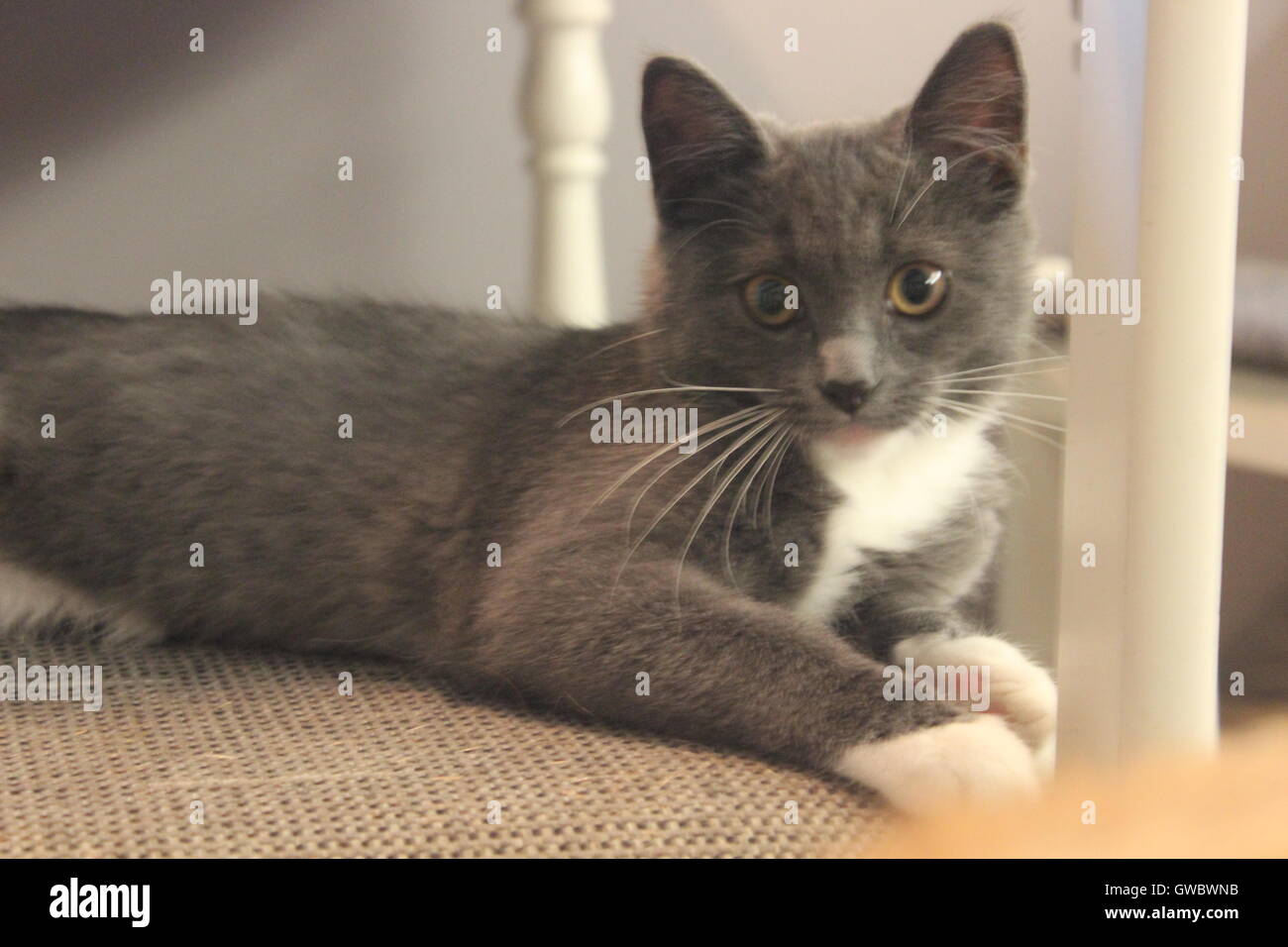 grey kitten relaxing on chair Stock Photo - Alamy