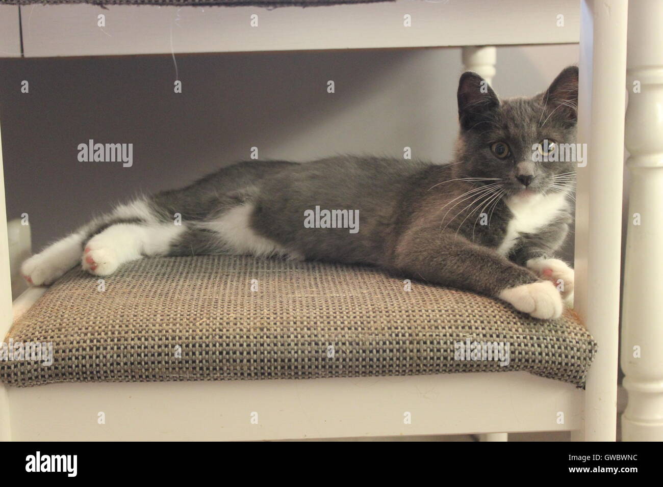 grey kitten relaxing on chair Stock Photo - Alamy