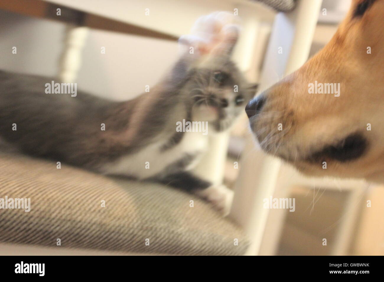 kitten playing with dog Stock Photo - Alamy