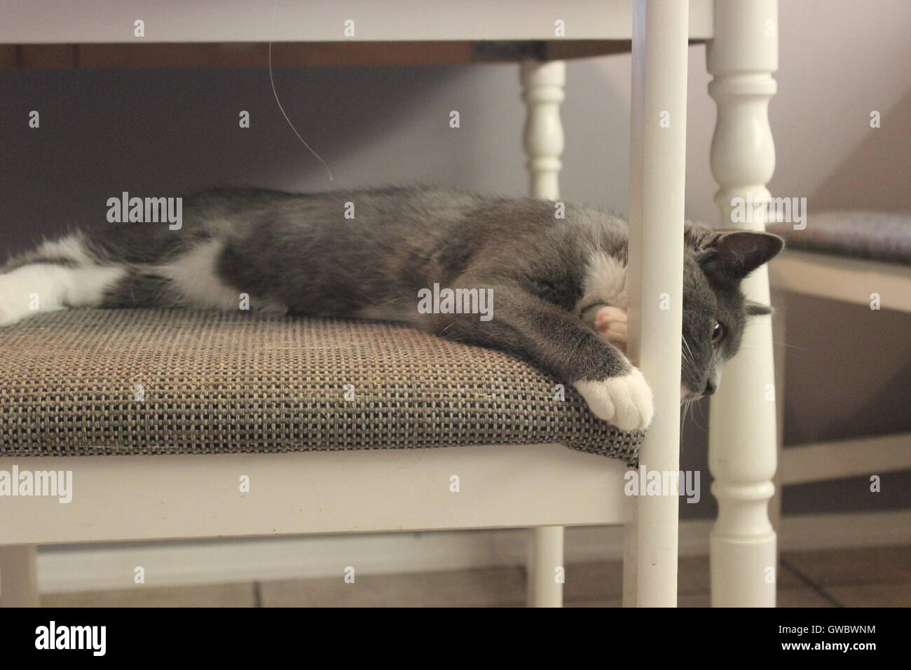 Kitten relax hi-res stock photography and images - Alamy