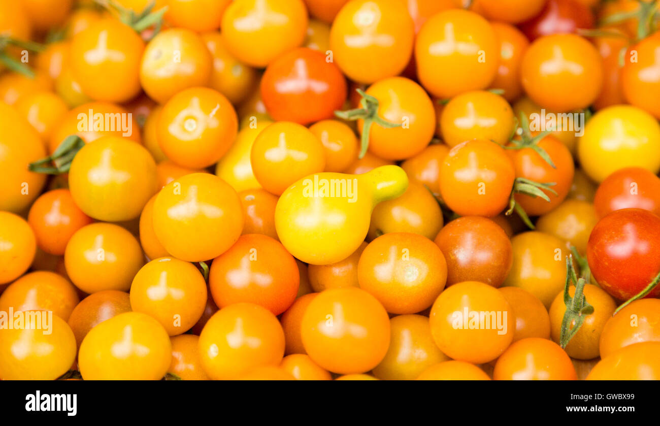 yellow and red tomatoes Stock Photo - Alamy