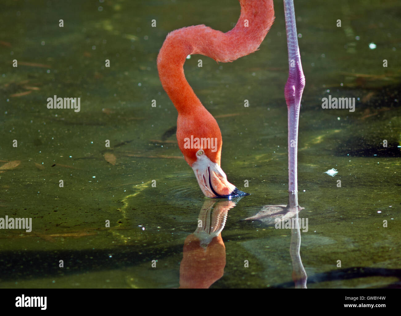 Exotic caribbean animals hi-res stock photography and images - Alamy