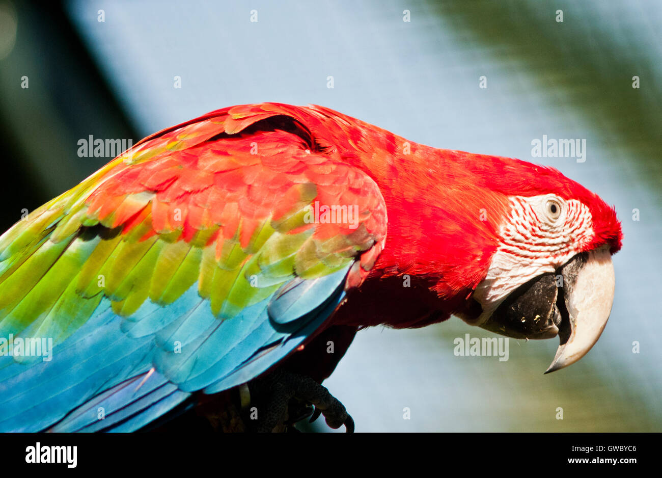 Close up portrait of a macaw - parrot Stock Photo - Alamy