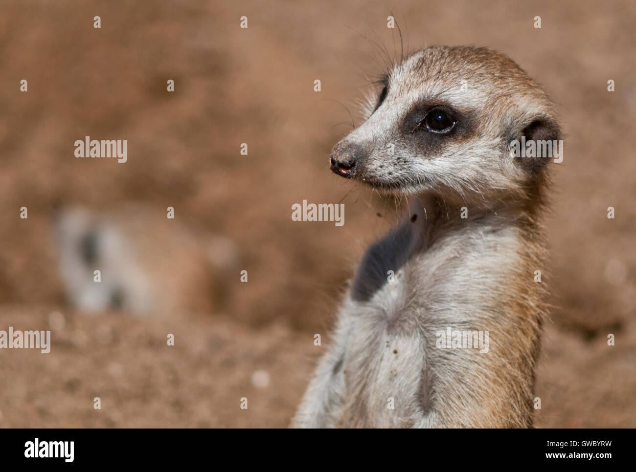 African meerkat hi-res stock photography and images - Alamy