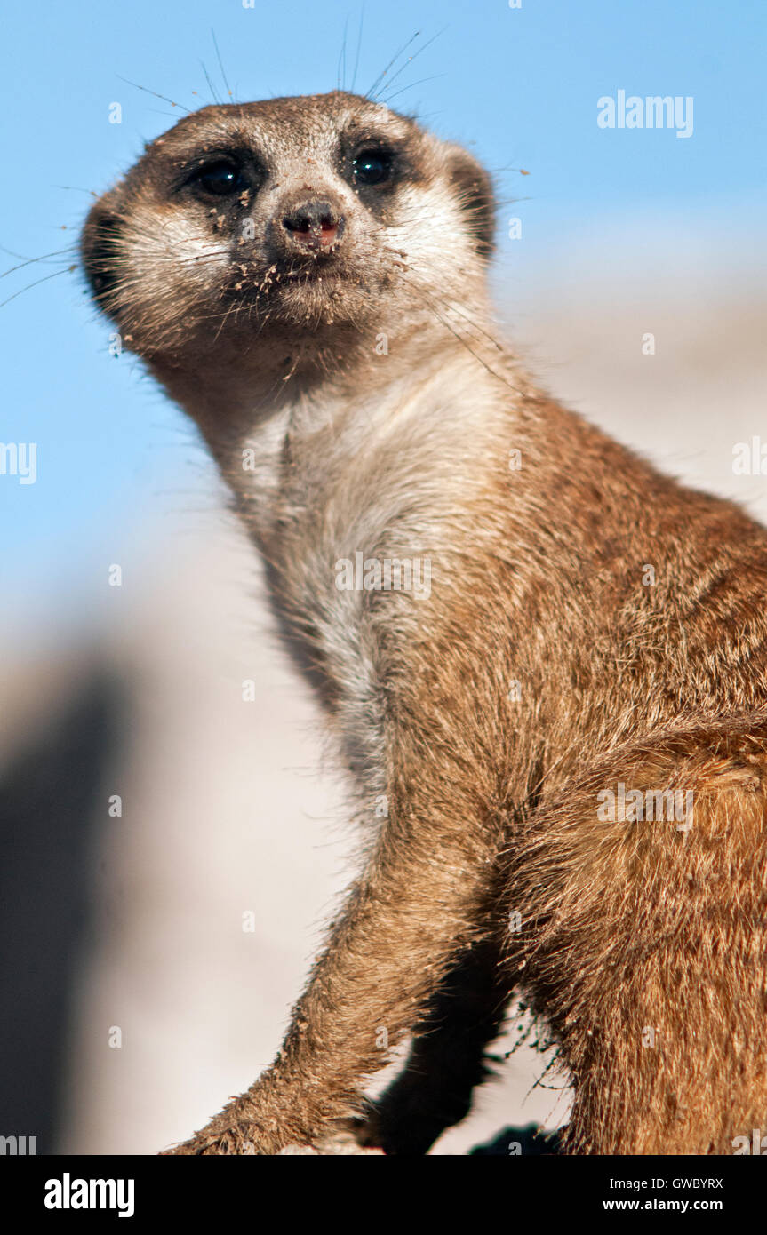 Funny meerkat hi-res stock photography and images - Alamy
