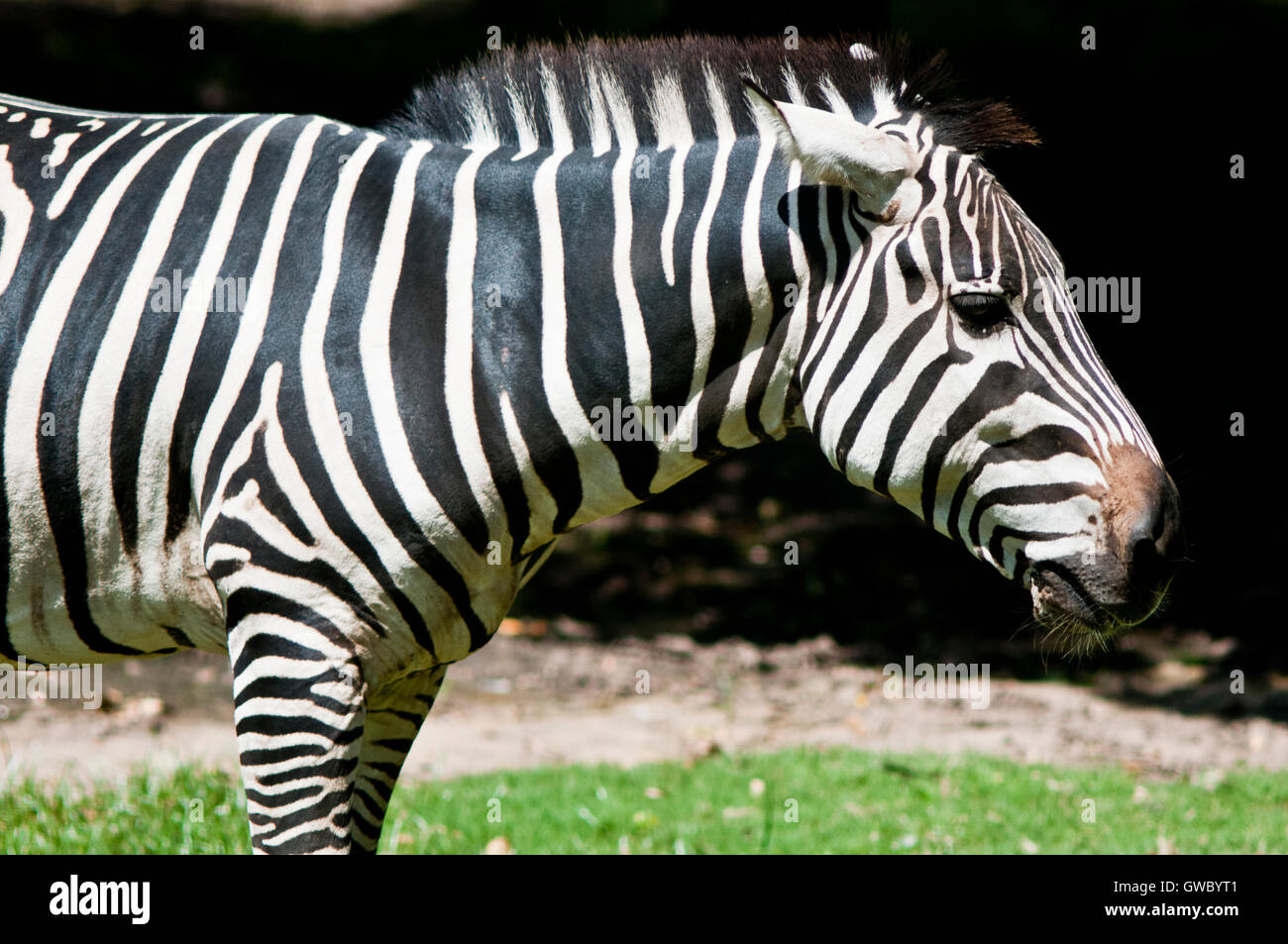 Close-Up portrait of Zebra Stock Photo - Alamy