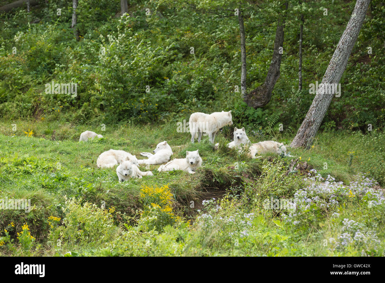 Pack of resting Arctic Wolves in forest landscape Stock Photo - Alamy