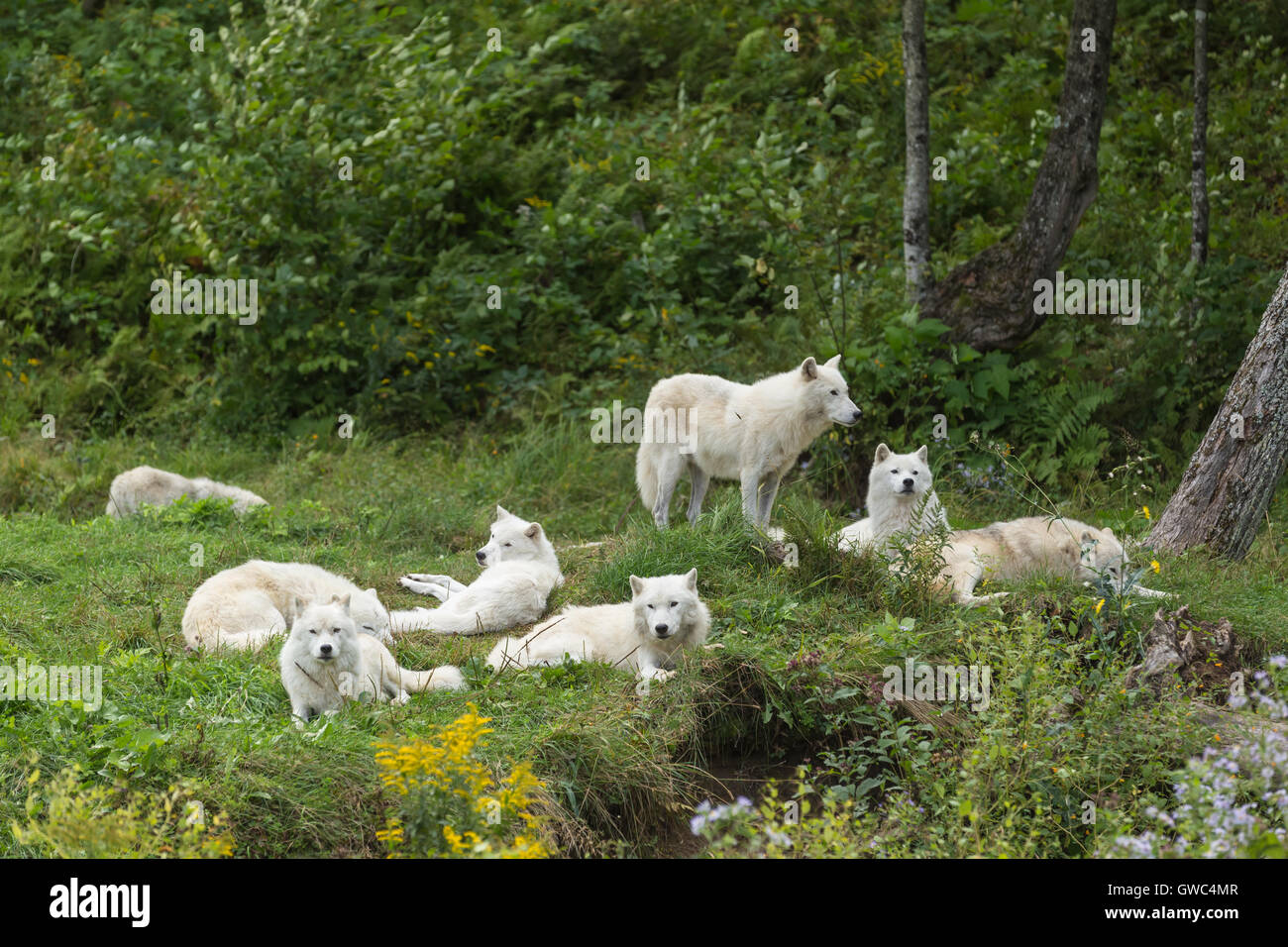 Arctic wolves hi-res stock photography and images - Alamy