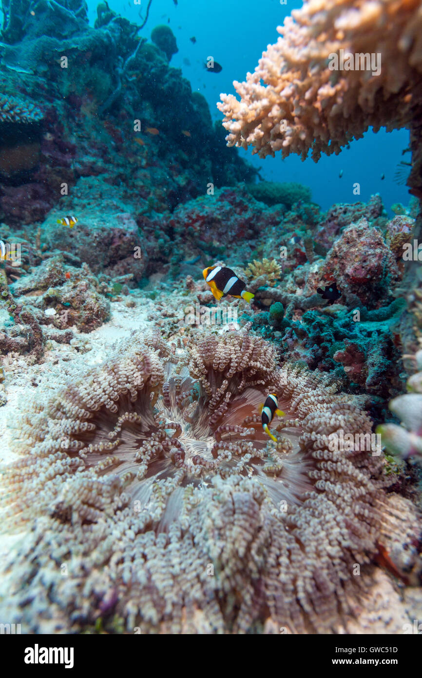 Yellowtail clownfish (Amphiprion clarkii) with sea anemone, Maldives ...