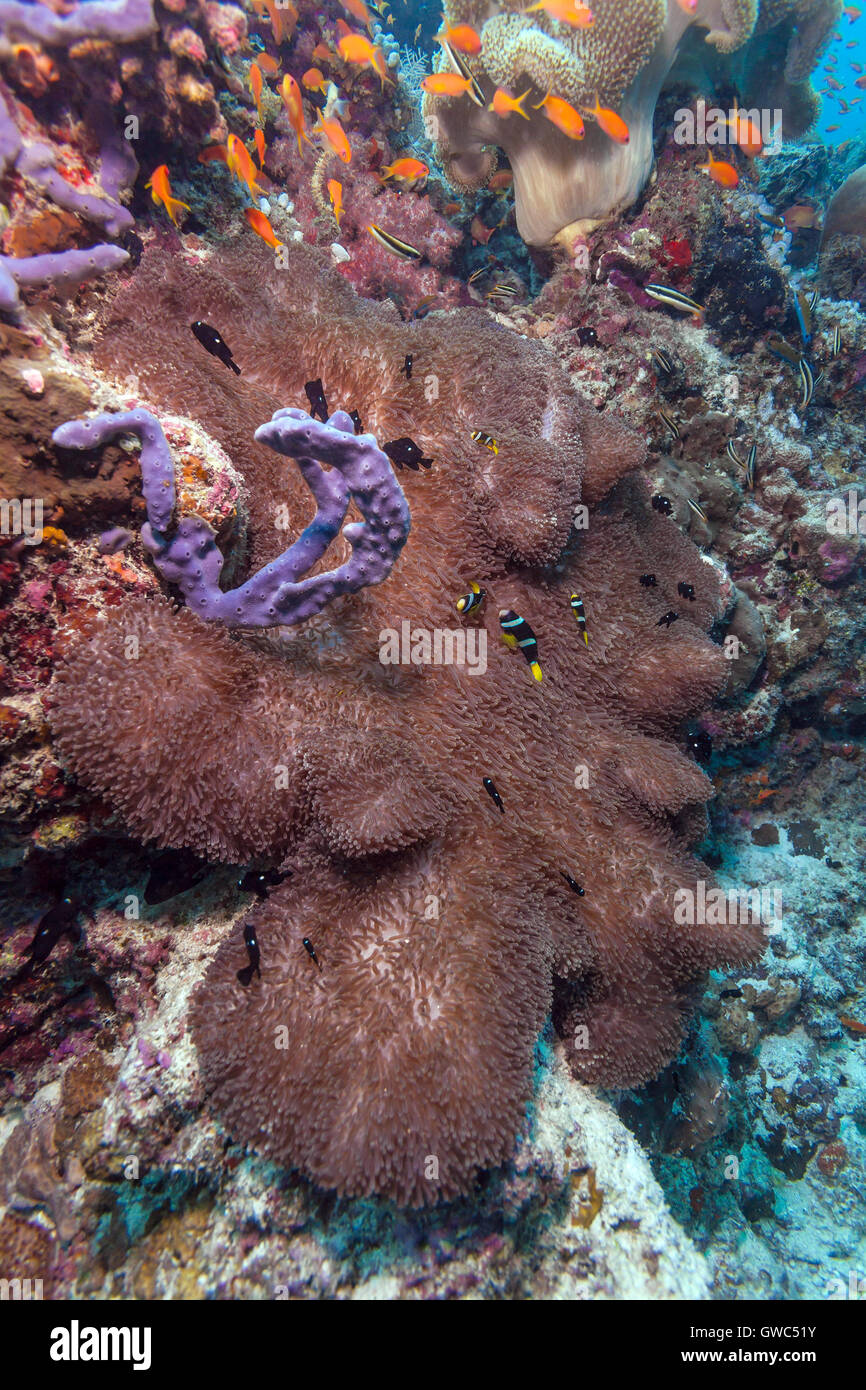 Yellowtail clownfish (Amphiprion clarkii) with sea anemone, Maldives ...
