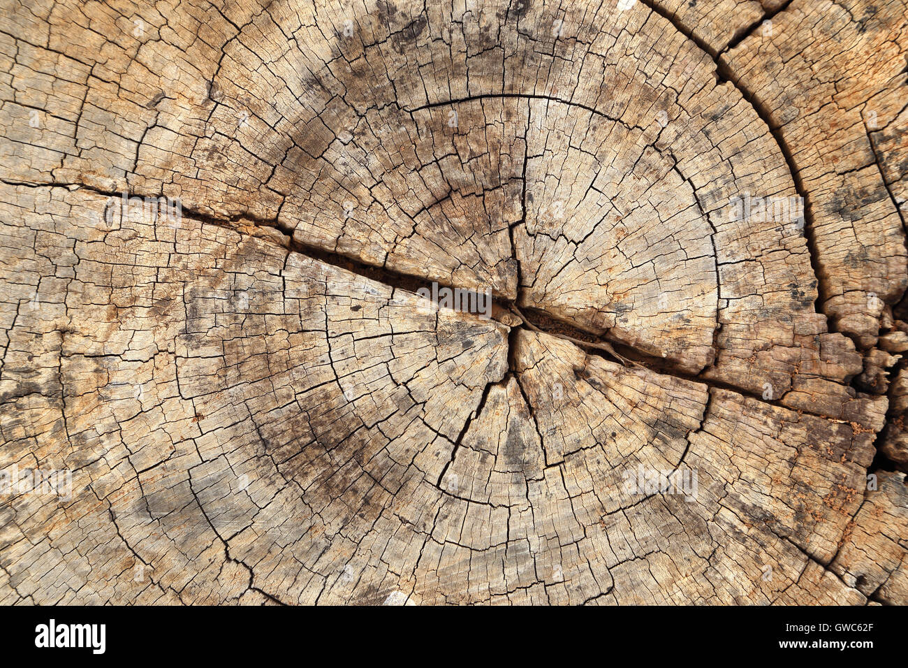 old tree stump texture Stock Photo - Alamy