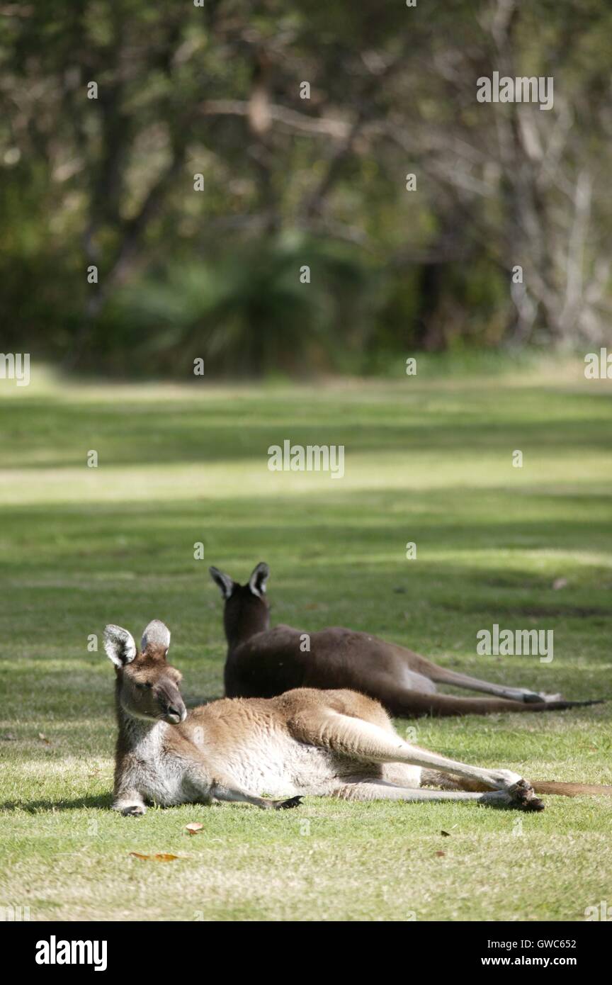 Grey kangaroo display hi-res stock photography and images - Alamy