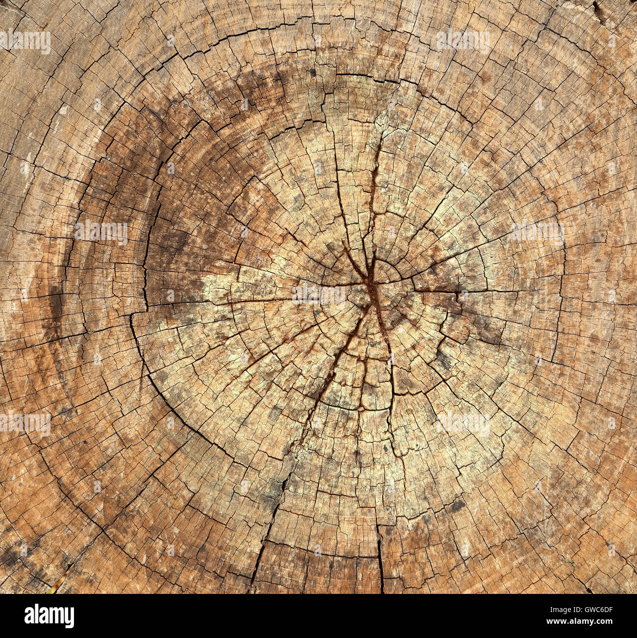 old tree stump texture Stock Photo - Alamy