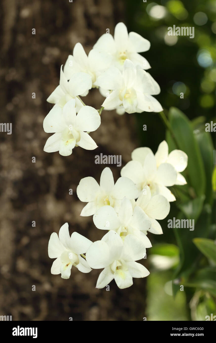 beautiful white orchid plant Stock Photo - Alamy