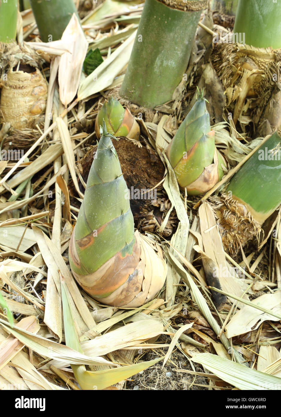 Shoot of Bamboo Stock Photo - Alamy
