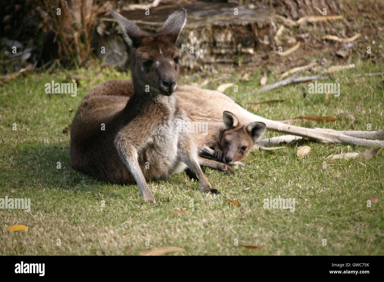 Red kangaroo stand standing hi-res stock photography and images - Alamy